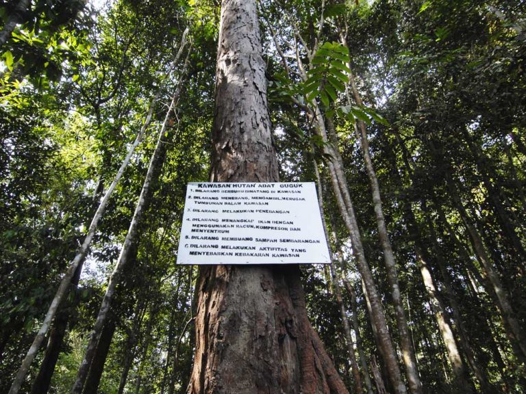 Hutan Adat | KKI WARSI